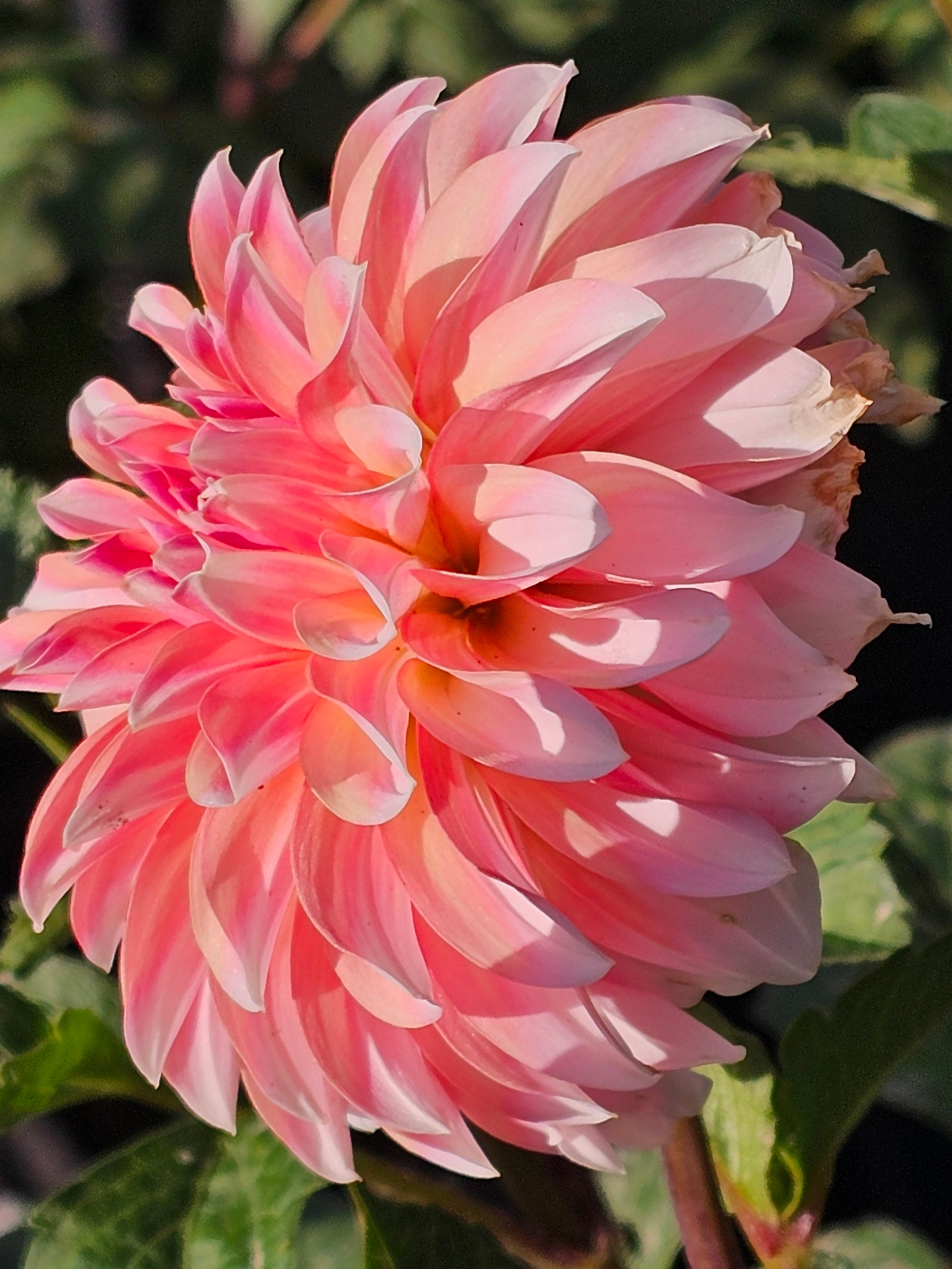 River Merle (RM) – Dakota Dahlias
