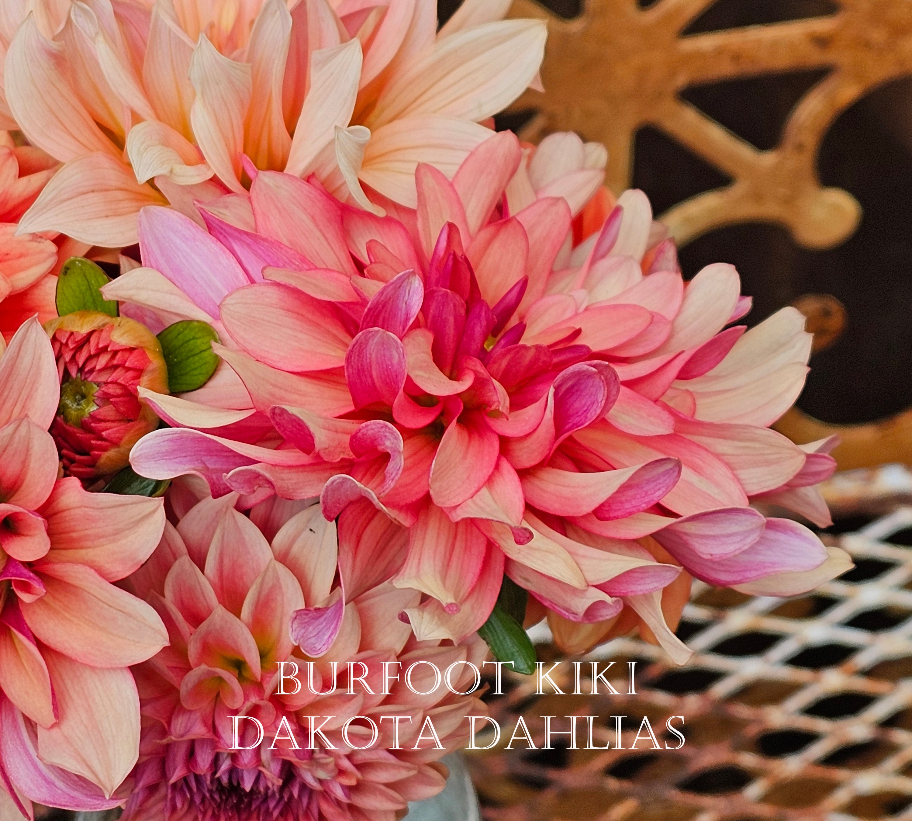 Burfoot Kiki--LIMIT 1 – Dakota Dahlias