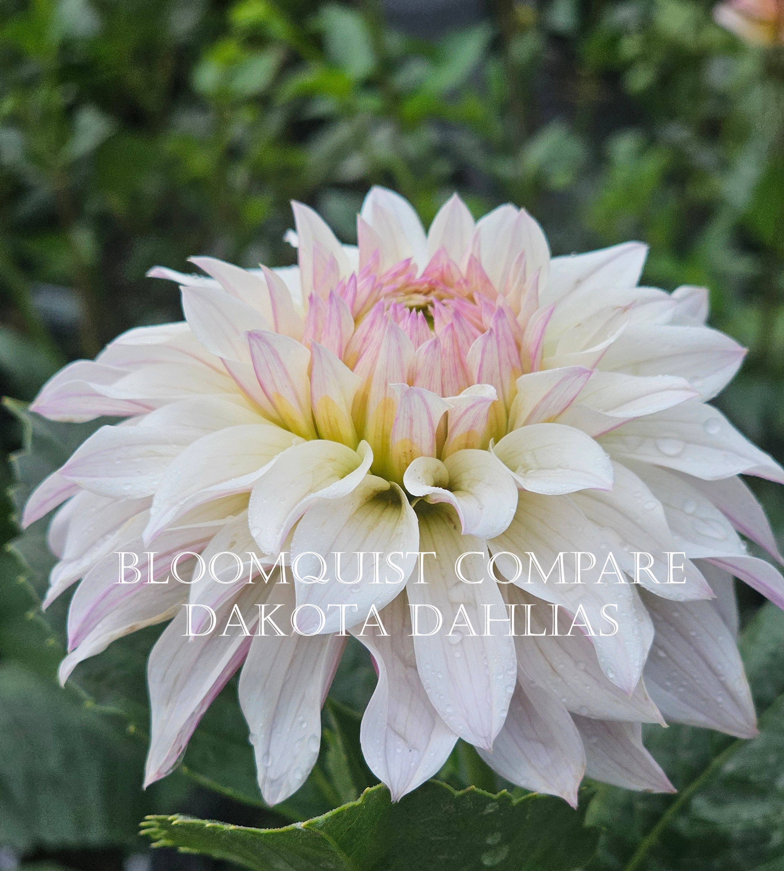 Bloomquist Compare – Dakota Dahlias